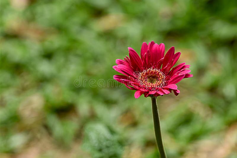 Gerbera stock image. Image of african, capitulum, flower - 113245395