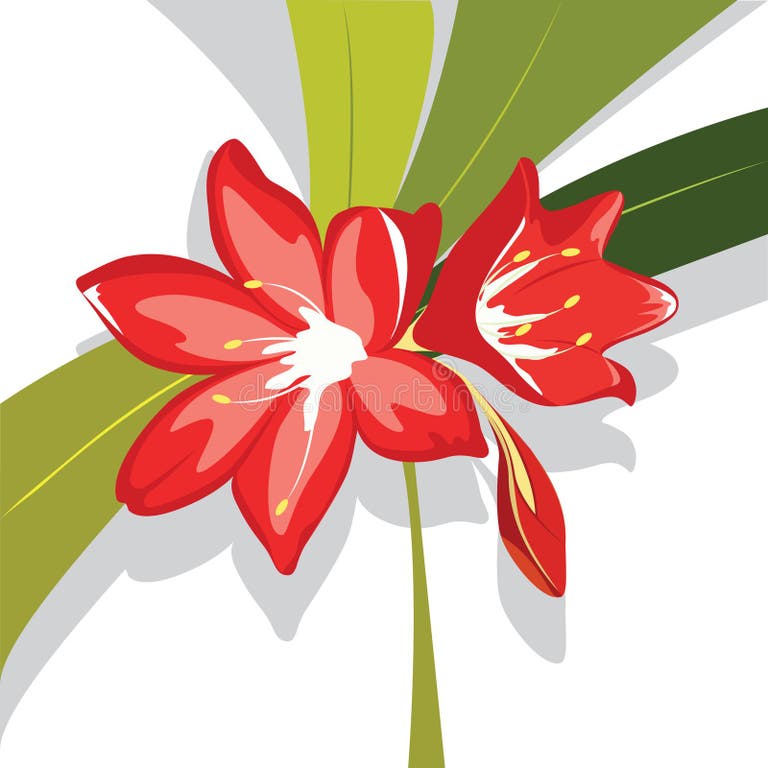 Lily Vector Stock Illustrations – 76,009 Lily Vector Stock ...