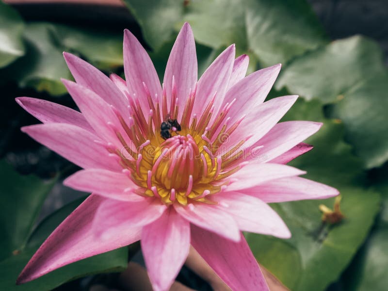 Red Lotus stock image. Image of lotus, flower, natural - 151459755