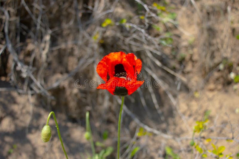Flower Red Mac on the Green Background Stock Image - Image of large ...