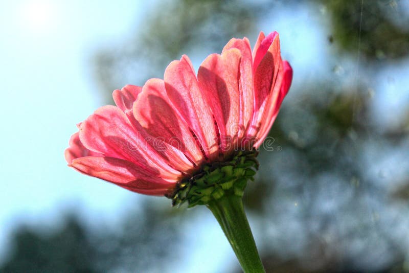 Flower red stock photo. Image of colors, orange, abundance - 86319908