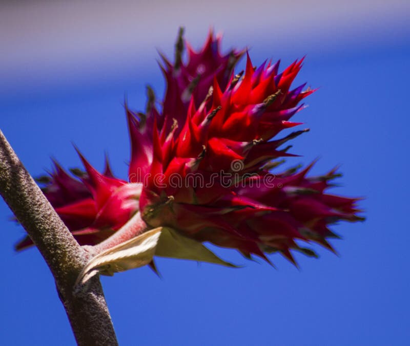 Flower stock image. Image of quebec, canada, garden, time - 65785893