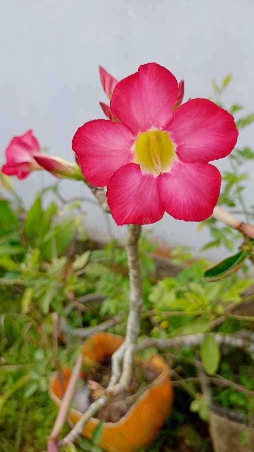 Flower red morning stock photo. Image of blossom, flower - 220325356