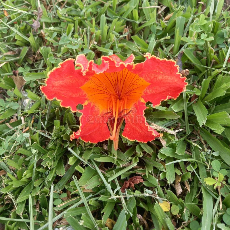 Flower Red Orange Beautiful Green Gras Stock Photo - Image of field ...
