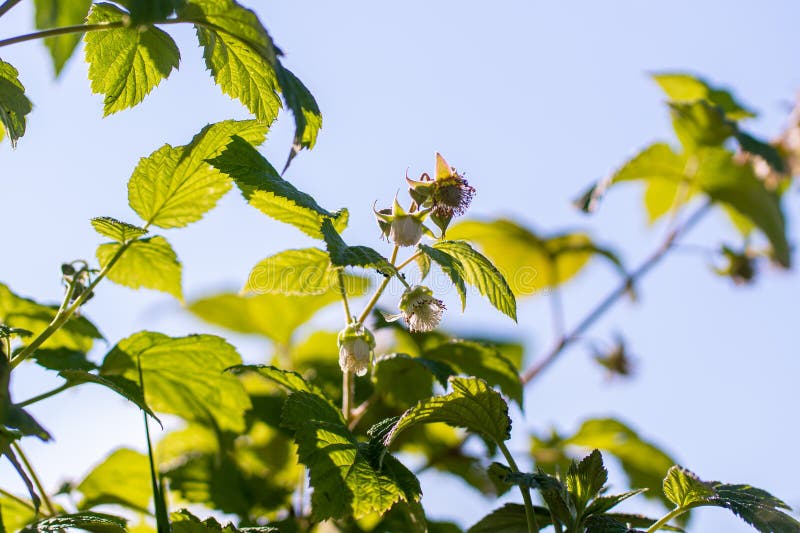 Flower on Red Raspberry, Rubus Idaeus, with Bokeh Background Macro ...