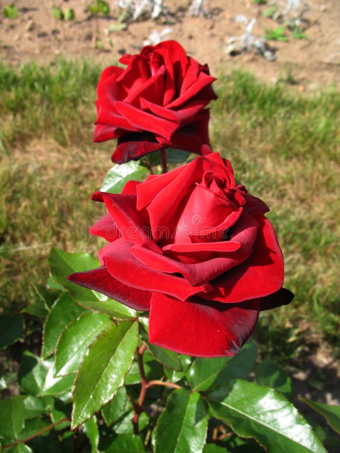 Flower red rose stock image. Image of beauty, bloom, blossoming - 12643893