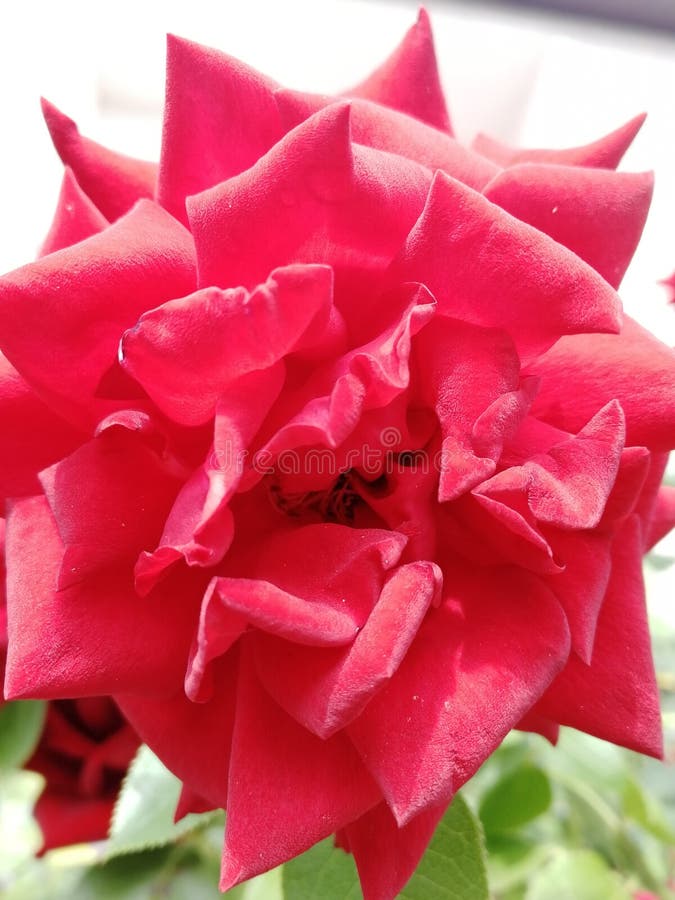 Flower Red Rose stock image. Image of blossom, plant - 184997445