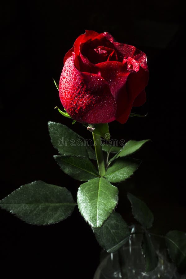 Flower of a Red Rose on a Black Background Stock Photo - Image of ...