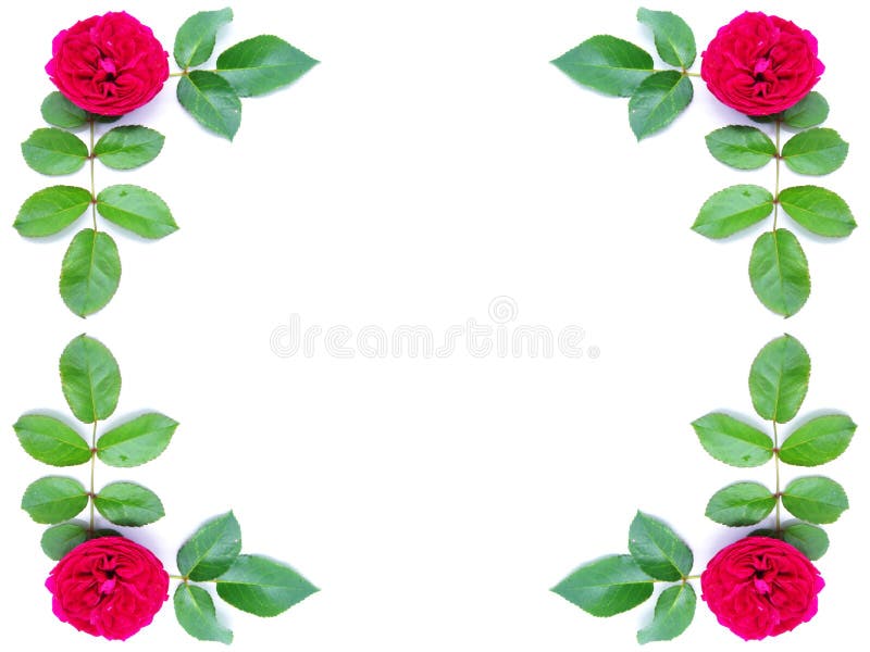 Single Yellow Roses Border Stock Photos - Free & Royalty-Free Stock ...