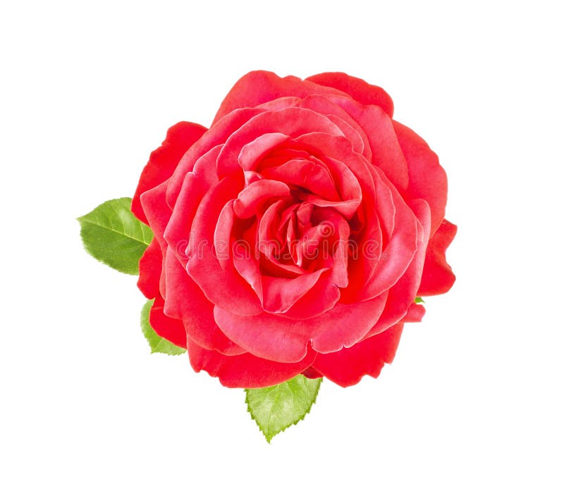 Flower of Red Rose with Green Leaves Stock Photo - Image of vermilion ...