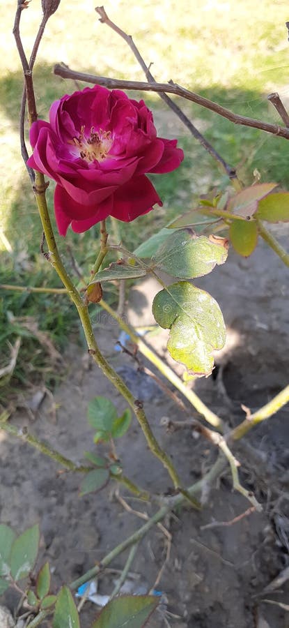 Flower Red Rose Greenery Nice Stock Image - Image of flower, rose ...