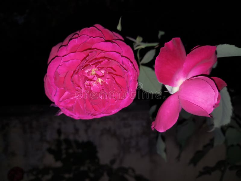 Flower stock image. Image of rose, flower, night, time - 112956119