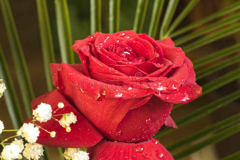 Flower Red Rose with Water Drops Stock Image - Image of seasonal ...