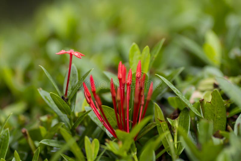Flower stock photo. Image of rubiaceae, coccinea, leafs - 33941694