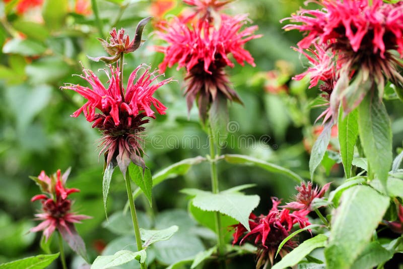 Flower Red Ruta stock image. Image of ivan, garden, hillside - 75275691