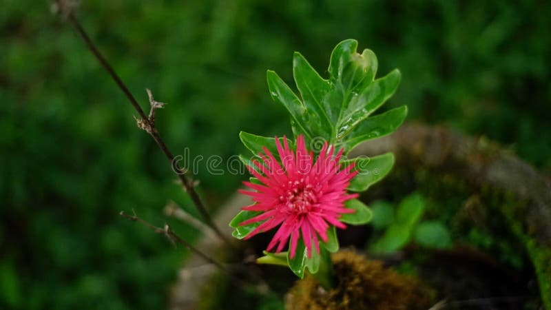 Flower Red Simple Picture Art Stock Photo - Image of simple, flower ...