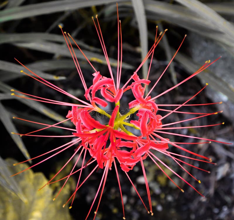 Neon Tips stock photo. Image of flower, tips, spokes - 163203372