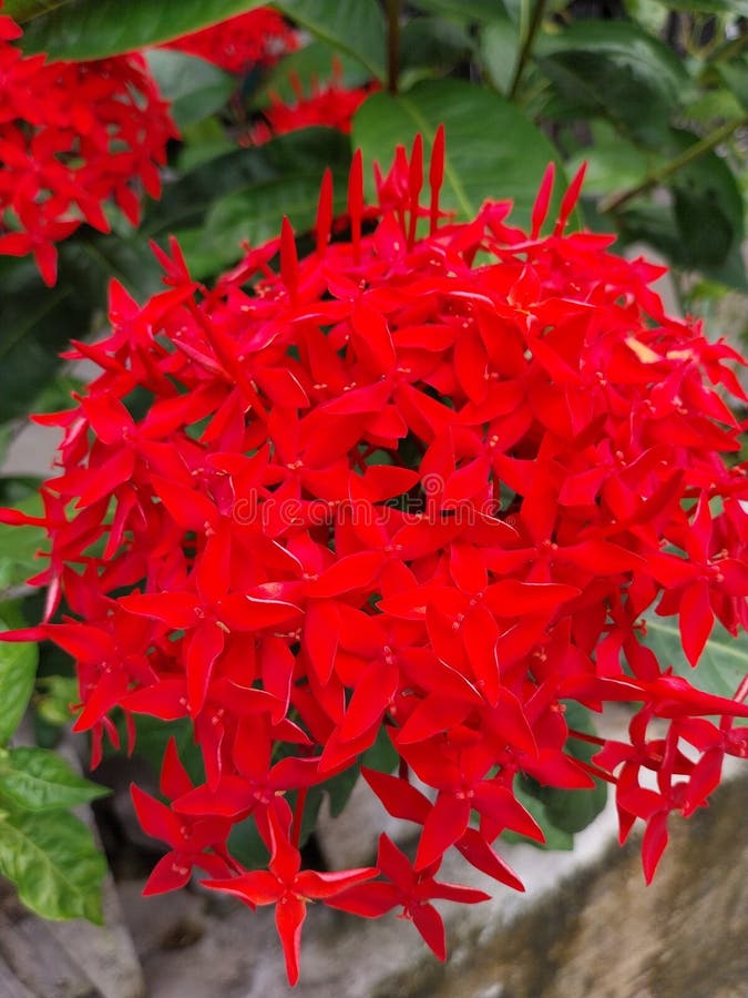 Flower Red Summer Nice Home Pictur Stock Photo - Image of pictur ...