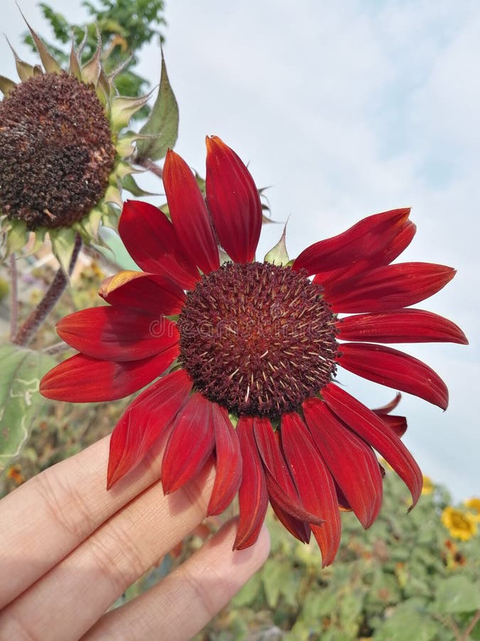 Flower red sunflower stock image. Image of love, loce - 196461749