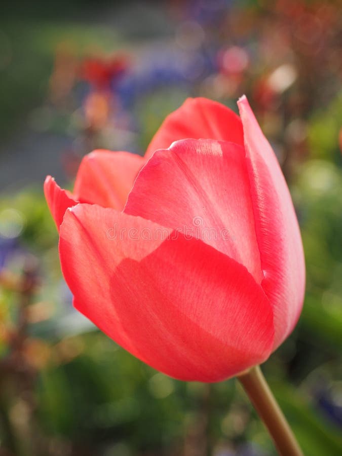 Flower, Red, Tulip, Plant stock image. Image of blossom - 97219741