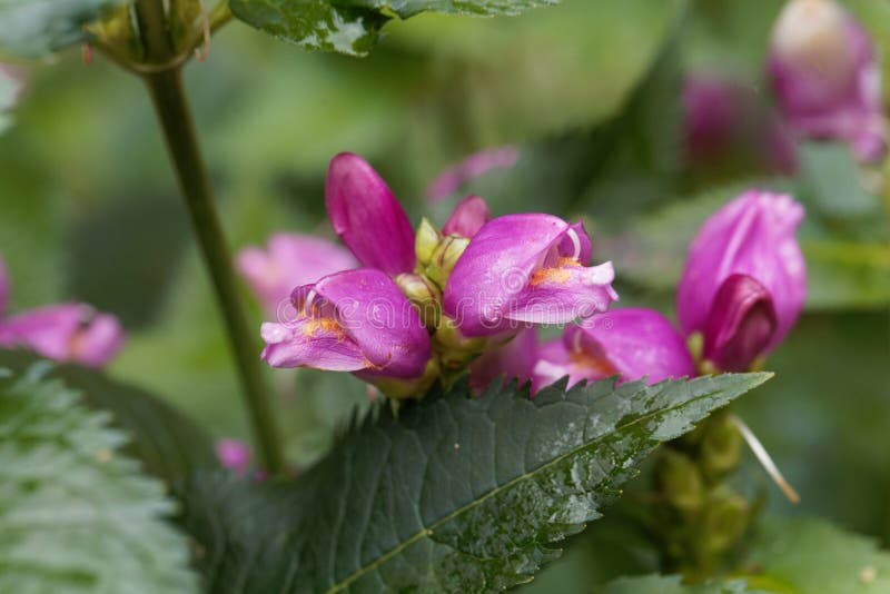 Red Turtlehead Chelone Obliqua Stock Photo - Image of garden, close ...