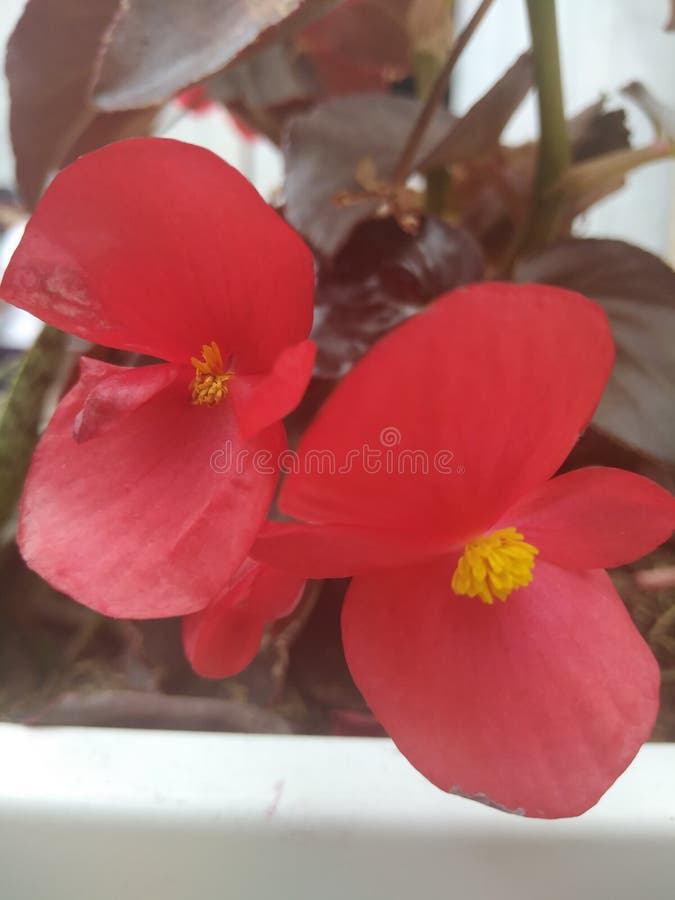 Flower Red Unique and Beautiful Stock Photo - Image of orchid ...