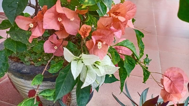 Flower Red and White Beauty Garden Stock Image - Image of white, beauty ...