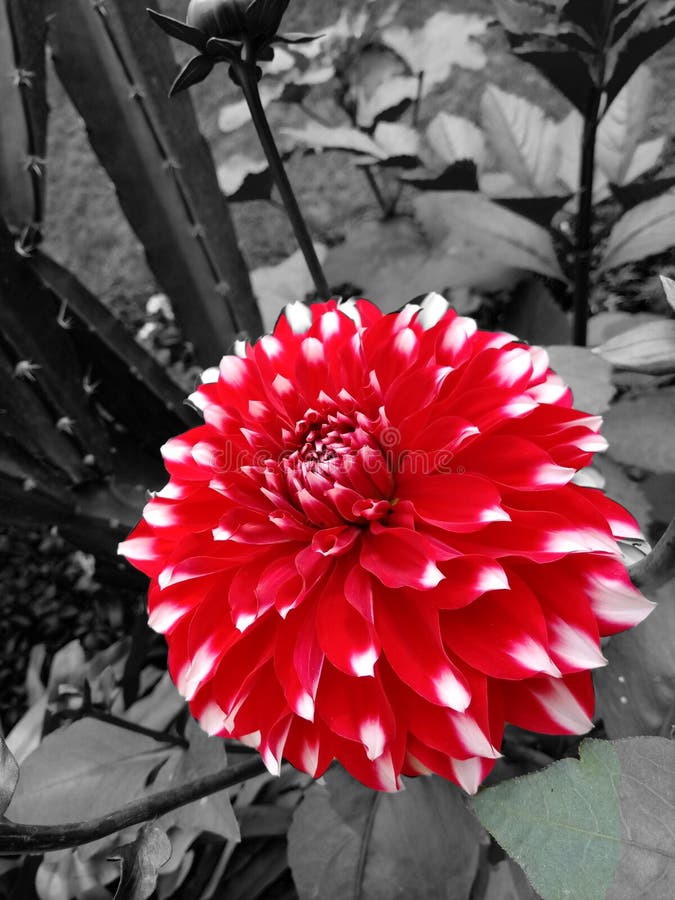 Flower stock photo. Image of lovely, white, flower, beautiful - 128097706