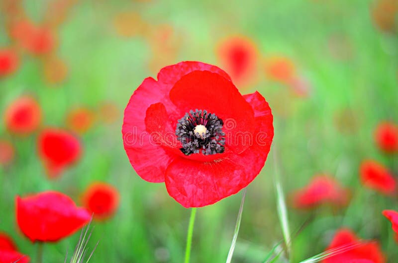 Flower, Red, Wildflower, Coquelicot Picture. Image: 101093304