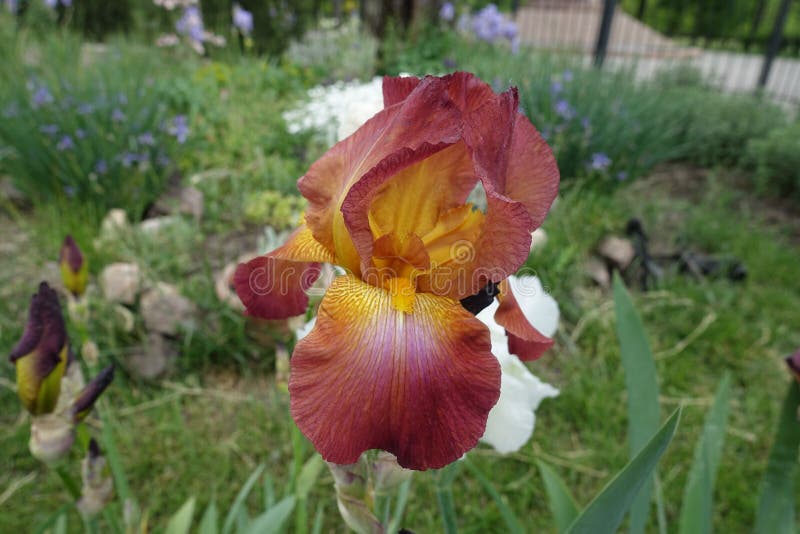 A Flower of Red and Yellow Iris Germanica Stock Photo - Image of park ...