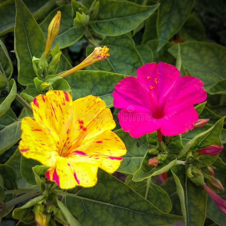 Flower redemption stock image. Image of produce, meadow - 244631975