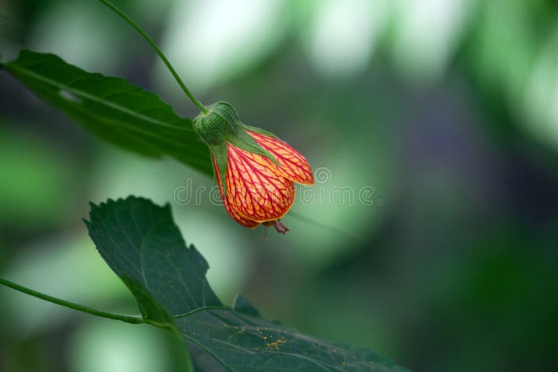 Flower of a Redvein Abutilon, Callianthe Picta Stock Photo - Image of ...