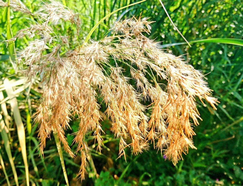 The Flower of the Reeds in the Wild Stock Photo - Image of cute, forest ...
