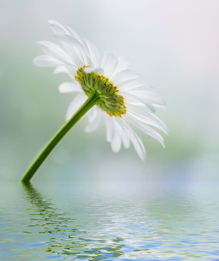 Flower Reflected in Water Surface. Stock Photo - Image of camomile ...