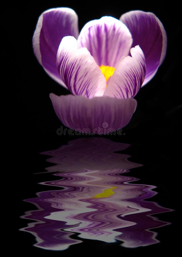Flower reflection stock photo. Image of romantic, purple - 4286246