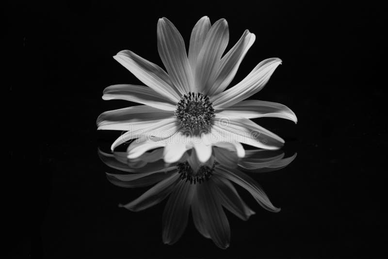 Flower and Reflection stock photo. Image of shadows, petals - 6615828