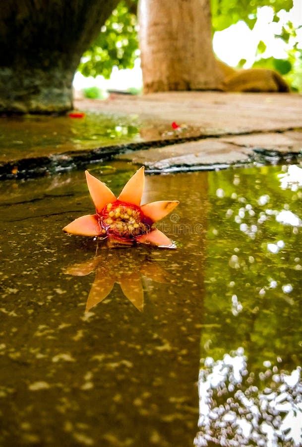 Flower Reflection stock photo. Image of mothernature - 154403512