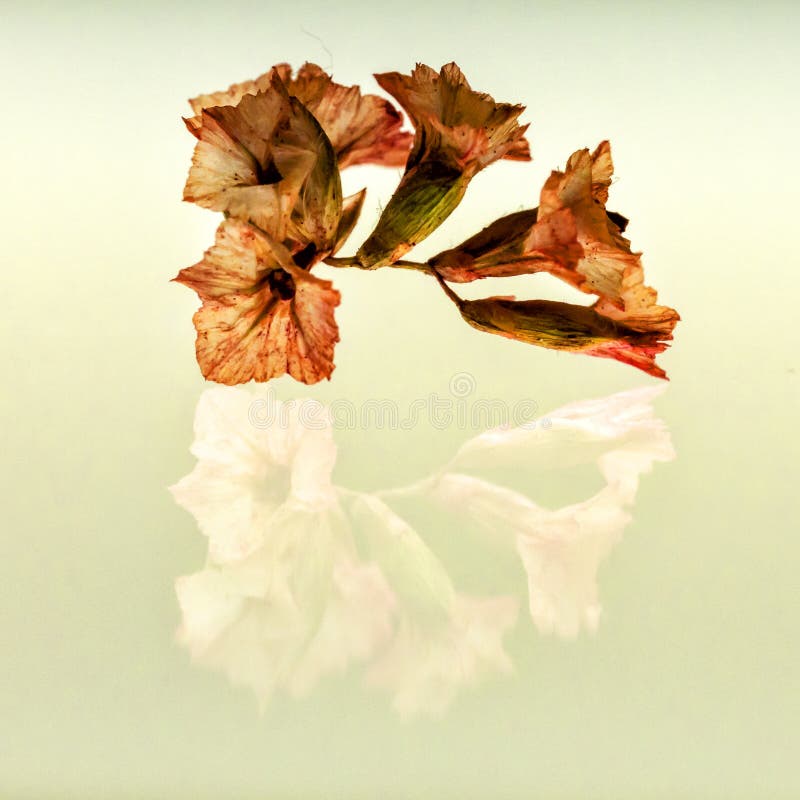 Quiet Pool stock photo. Image of gravel, bushes, woods - 205140