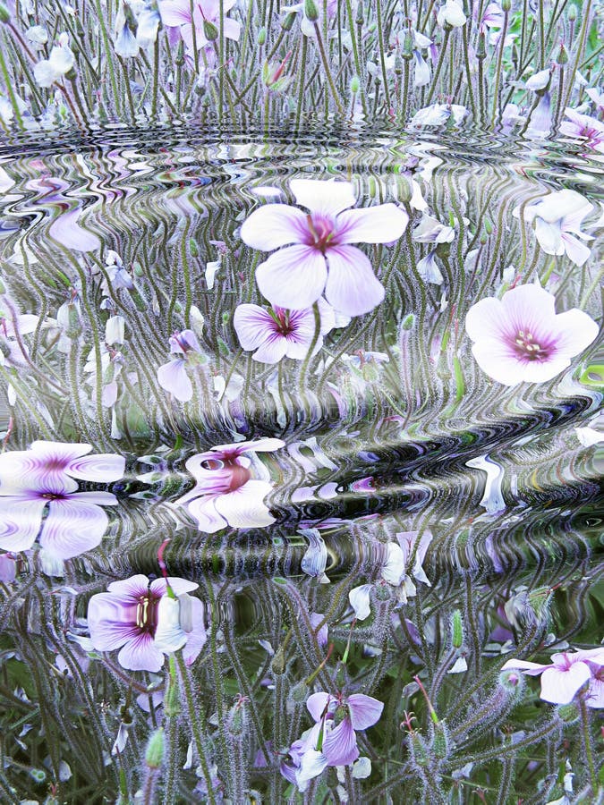 Flower Reflection in Water stock illustration. Illustration of water ...