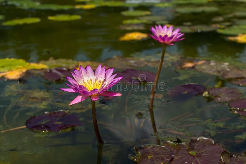 Flower, Reflection, Water, Flora Picture. Image: 112841412