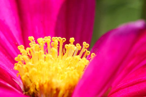 Flower Reproductive Structures Macro Stock Image - Image of macro ...