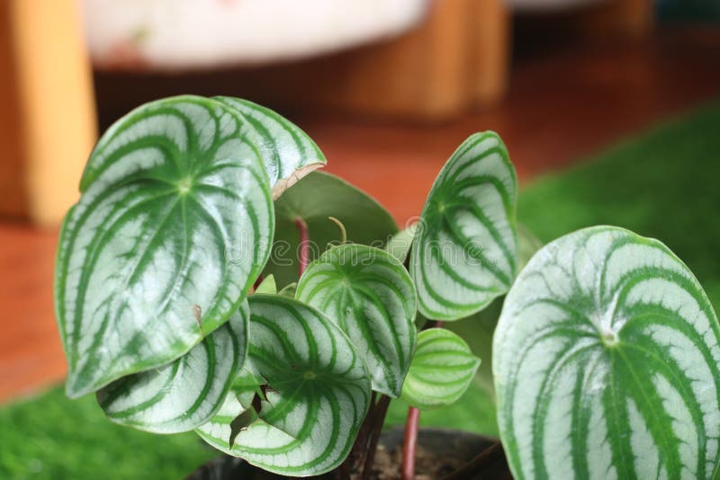 Flower Resembling a Watermelon Stock Image - Image of flower ...