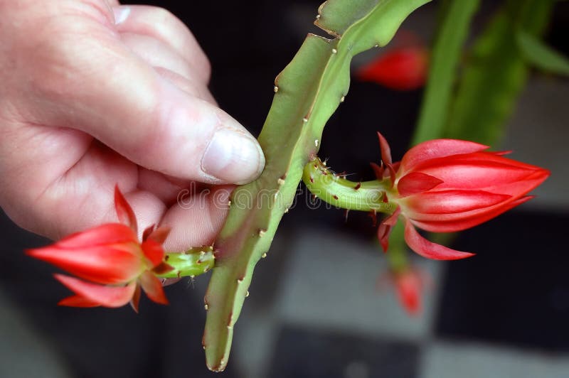 Rhipsalidopsis Gaertneri - Rhipsalidopsis Gaertneri Stock Photo - Image ...