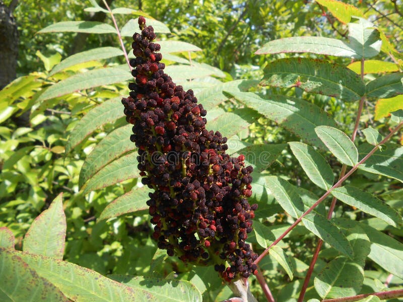 Flower on Rhus Glabra (Smooth Sumac) Bush. Stock Image - Image of ...