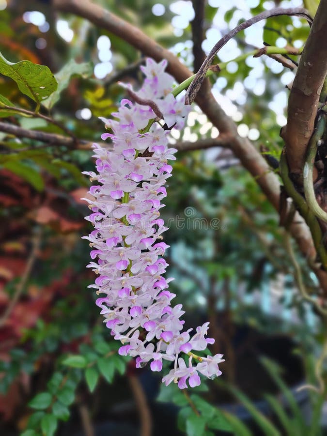 Flower Rhynchostylis Retusa Stock Photo - Image of retusa, garden ...
