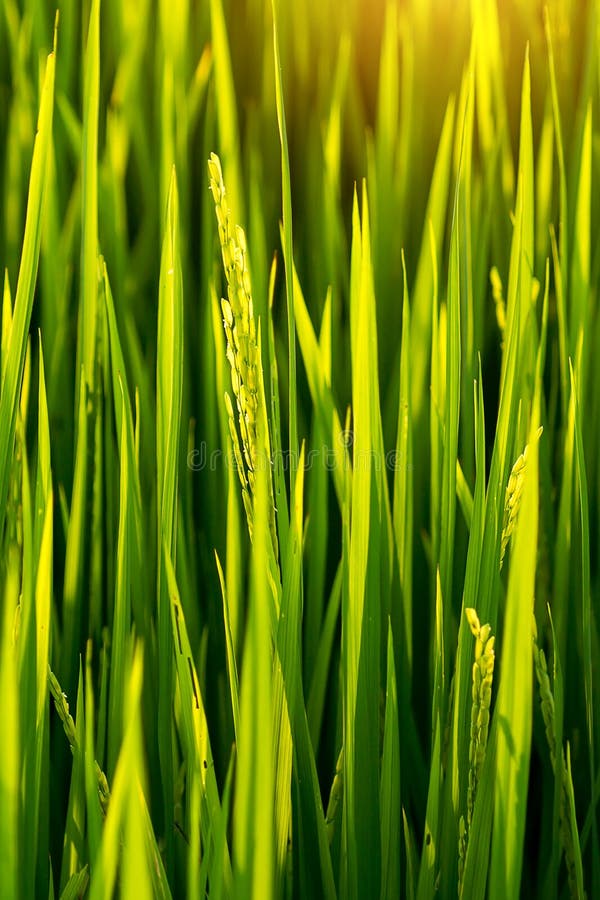 Flower of Rice and Green Leaf with Blur Background Stock Photo - Image ...