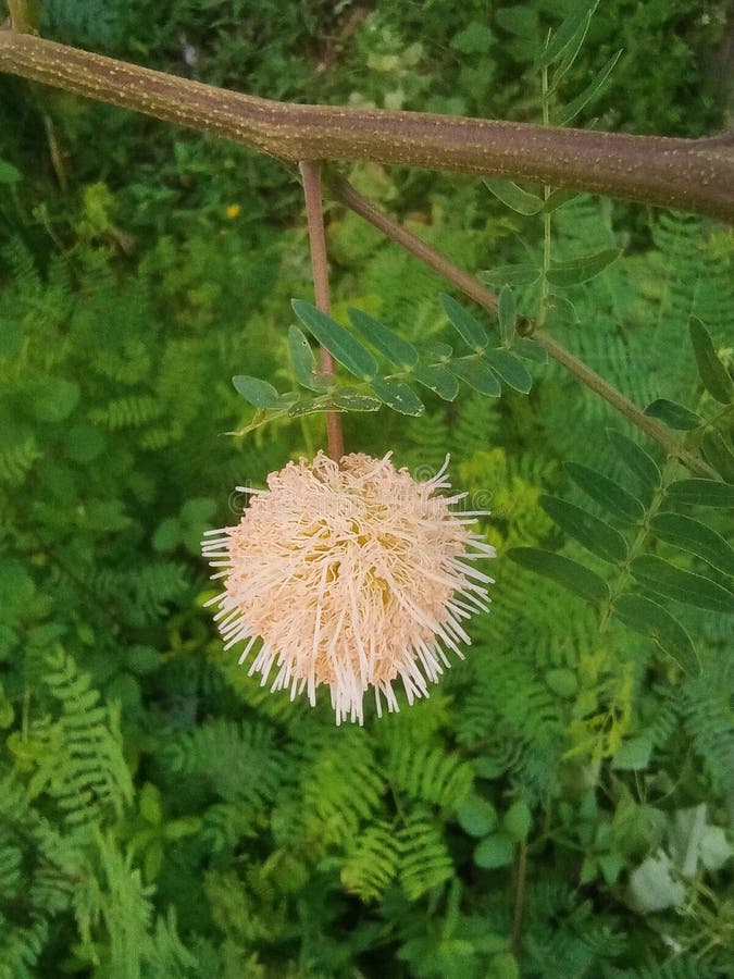 Flower of River Tamarind or Known As & X22;Lamtoro& X22; Stock Photo ...
