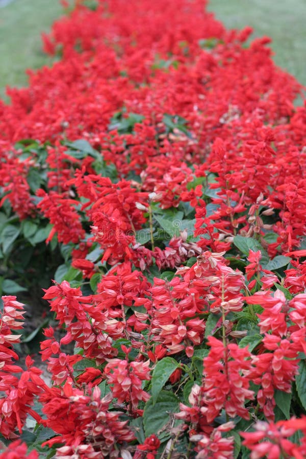 Flower road stock photo. Image of multicolored, carpet - 1136888