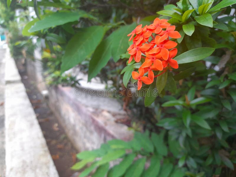 Flower by the road stock photo. Image of leaf, blossom - 271346936