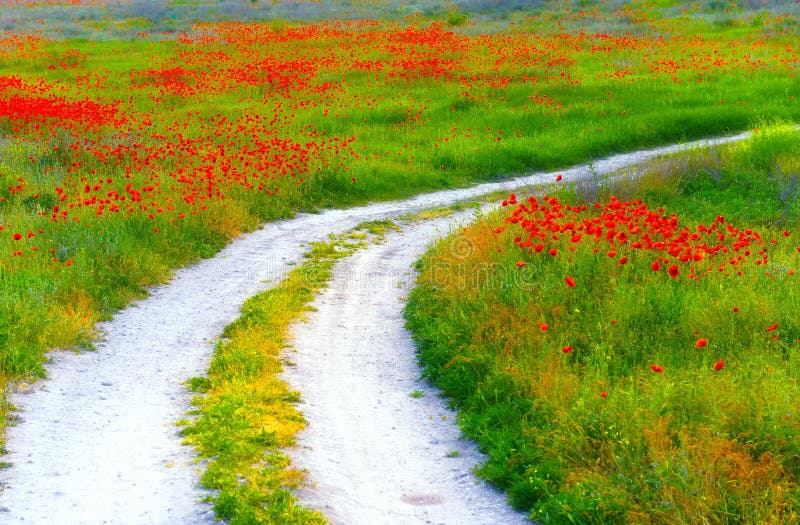 Flower road stock photo. Image of grass, poppy, spring - 41569056